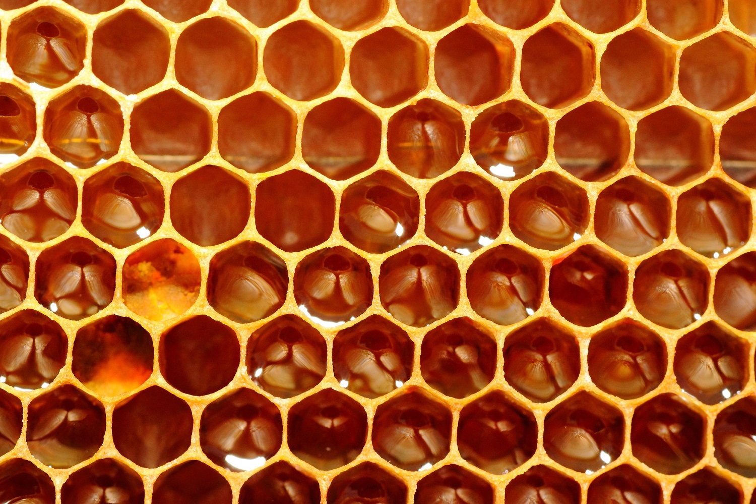 Trypofobia, czyli lęk przed dziurami. Wykonaj test! - Poradnik Gemini